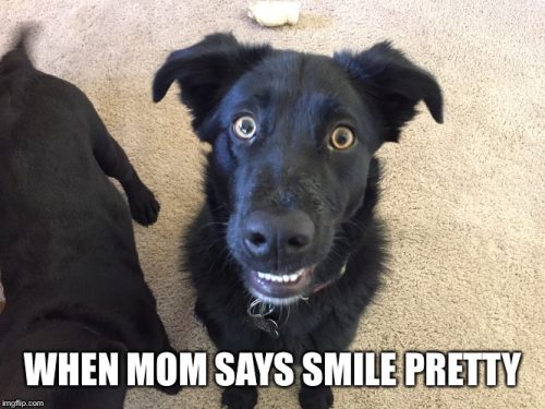 Top 30 Most Adorable Smiling Dog Memes - Barkmind