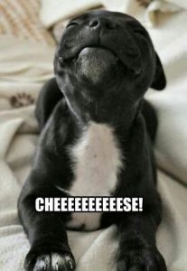 Top 30 Most Adorable Smiling Dog Memes - Barkmind