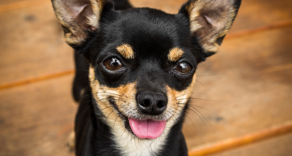 20 Funny Chihuahua Memes That will Make You Laugh