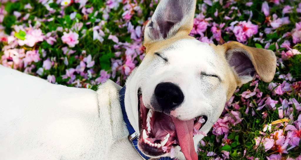 Top 30 Most Adorable Smiling Dog Memes - Barkmind