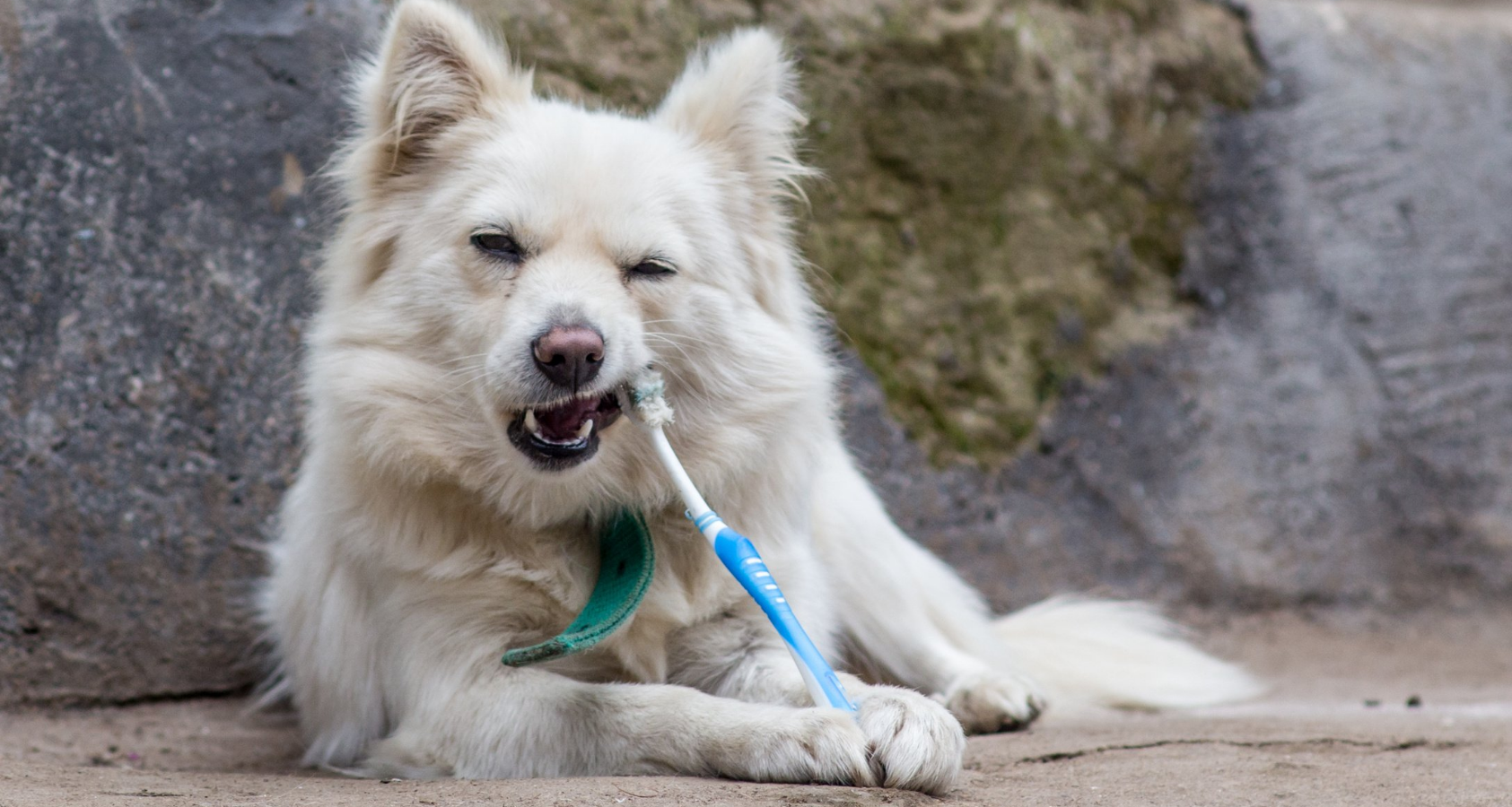How To Make Homemade Dog Toothpaste Two Recipes Barkmind