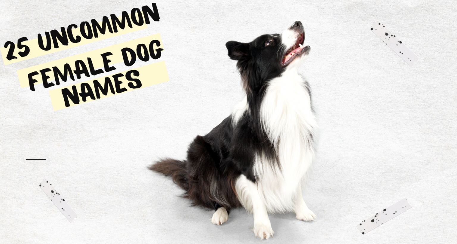 The 250 Most Unique and Uncommon Dog Names - Barkmind