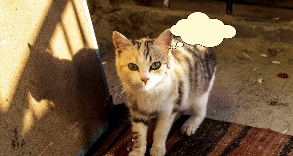 How Good Are Cats Memories? What You Need To Know! - Barkmind