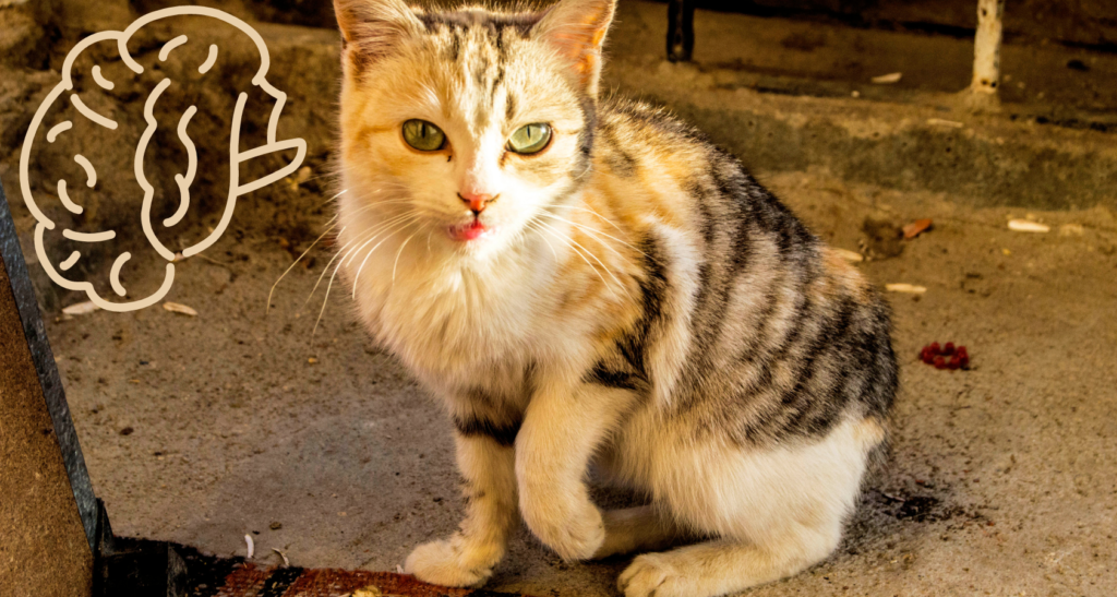 How Good Are Cats Memories? What You Need To Know! - Barkmind
