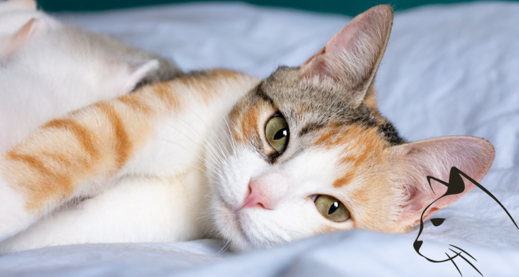 4 Ways to Tell If Your Cat Still Has Kittens Inside - Barkmind