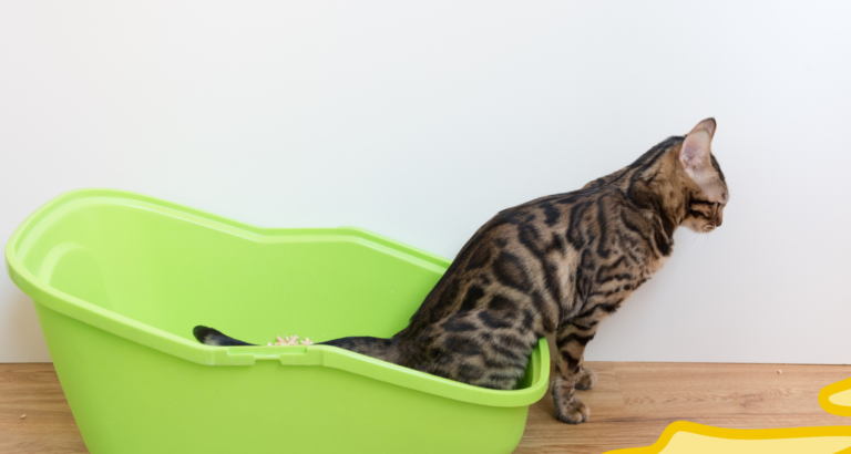 Why Is My Cat Peeing Everywhere? How to Stop It! - Barkmind