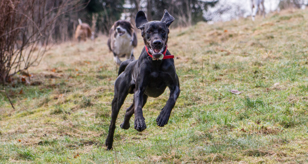 Why You Shouldn't Feed Your Dog MSG: The Risks - Barkmind