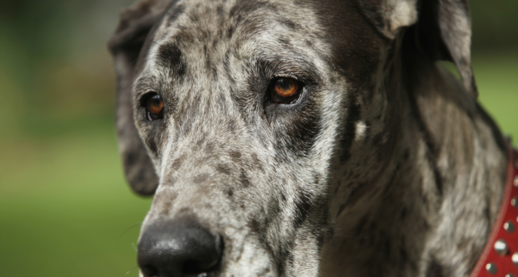 Why Do Great Danes Lean? (On Me) - Barkmind