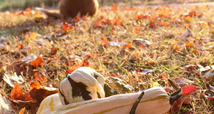 Can Dogs Eat Decorative Gourds? The Full List Of Gourds