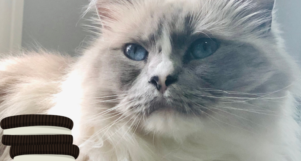 A Shiba Inus Scream: All You Need To Know - Barkmind