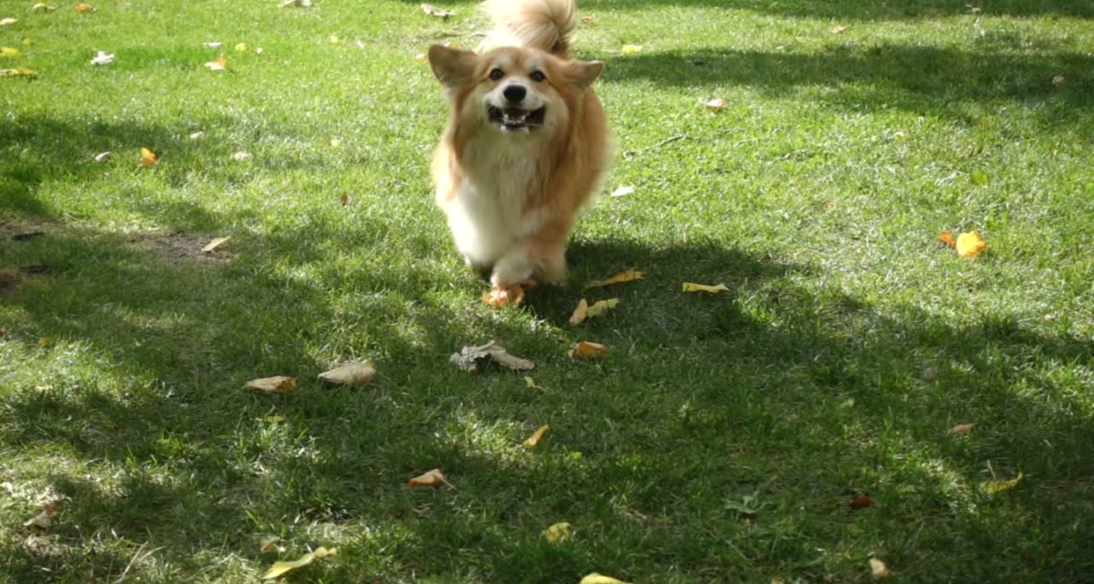 Grooming Your Fluffy Corgi At Home? 6 Things You Should Know