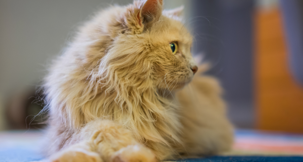 9 Fluffy Orange Cat Breeds Pictures You ll Fall In Love Barkmind 9 Fluffy Orange Cat Breeds Pictures You ll Fall In Love Barkmind