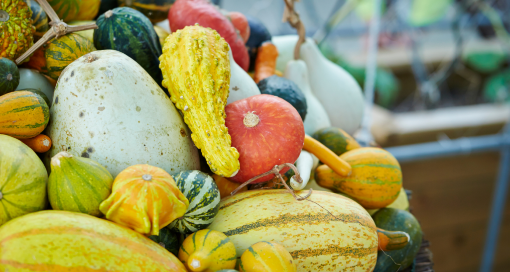 Can Dogs Eat Decorative Gourds? The Full List Of Gourds