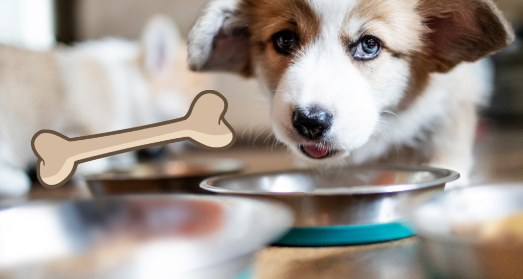 How Long Can a Dog Go Without Eating? - Barkmind