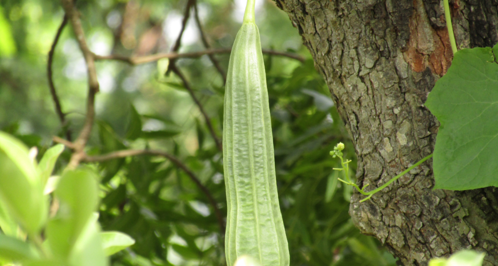 Can Dogs Eat Decorative Gourds? The Full List Of Gourds