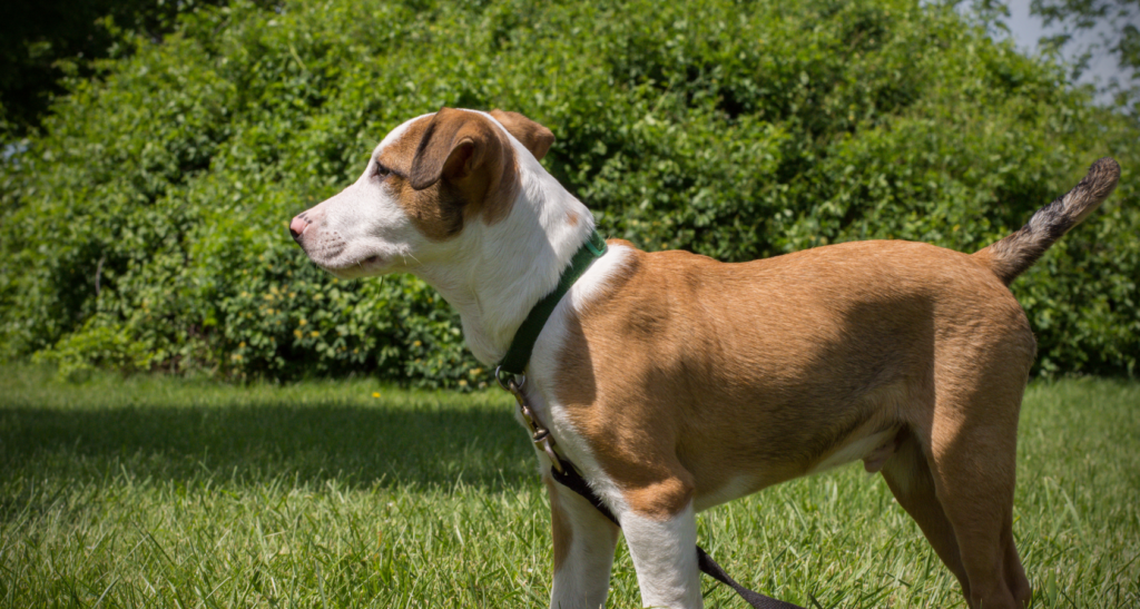 Can Dogs Have Abs? | Dogs With Abs - Barkmind