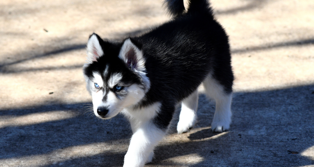 Baby Husky Puppies - What You Need To Know - Barkmind