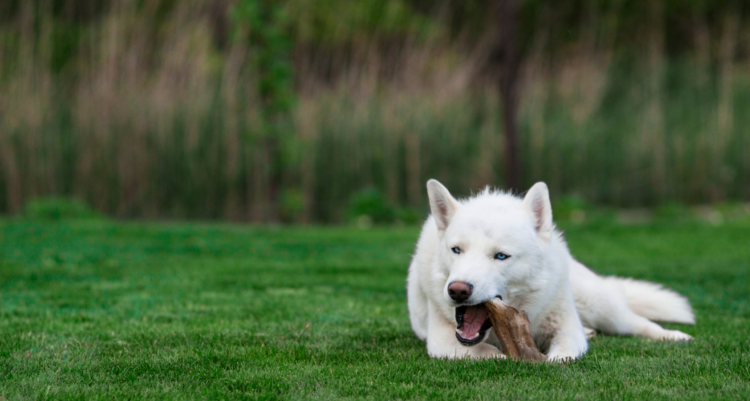 Baby Husky Puppies - What You Need To Know - Barkmind