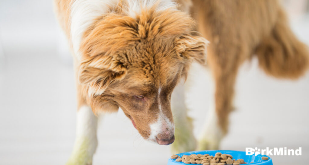 How to Fatten Up Your Dog? 10 Weight Gain Tips - Barkmind