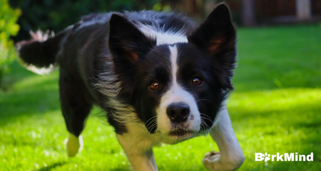 Are Border Collies Hypoallergenic? NEED TO KNOW! - Barkmind