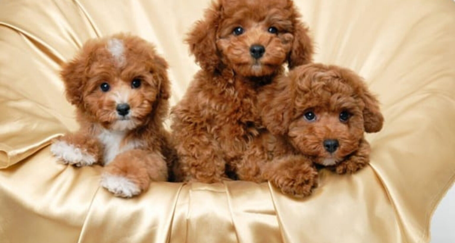 Full Guide: To Owning a Poodle Puppy - Barkmind