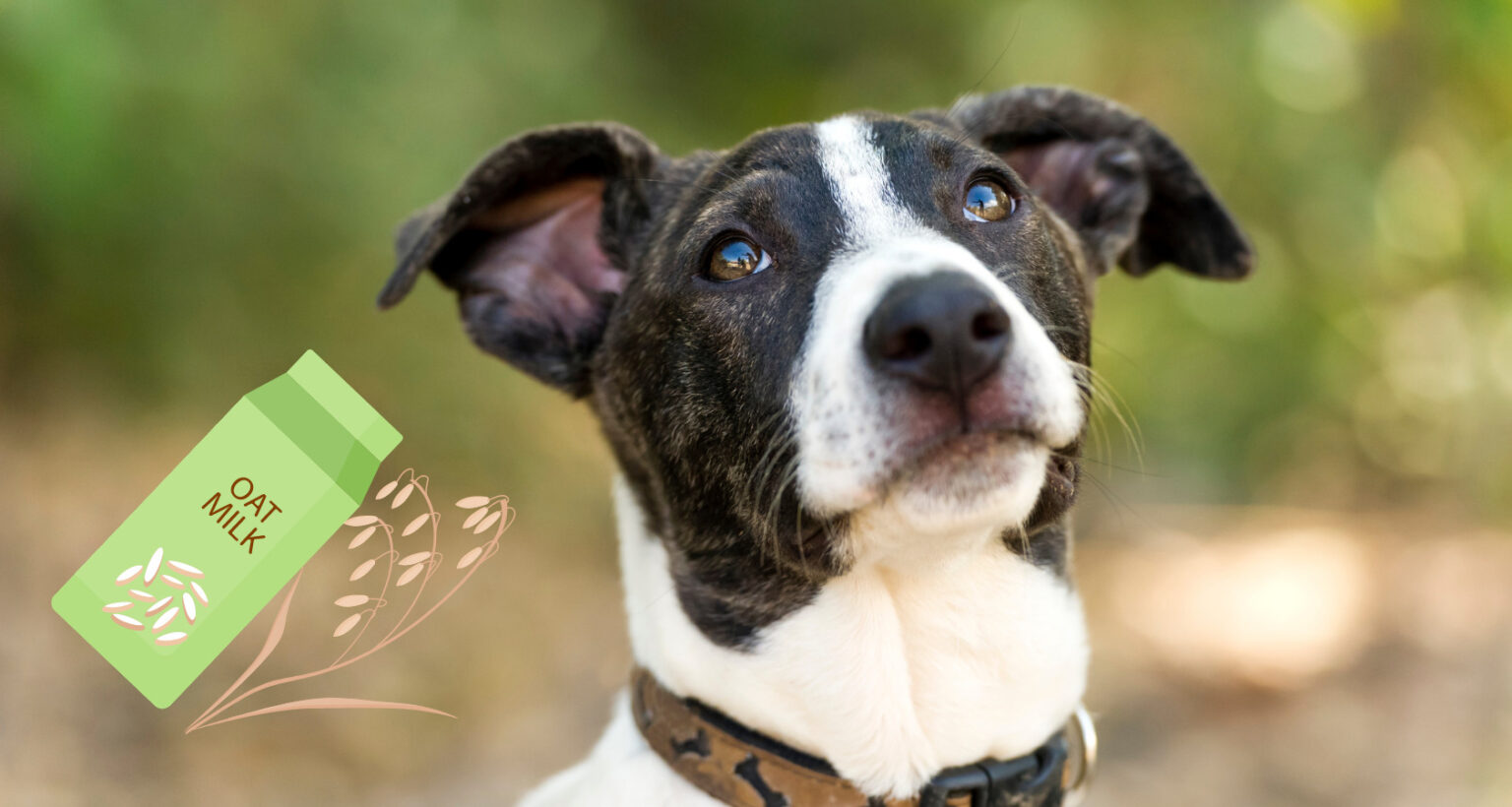 Can Dogs Eat Cloves? What Experts Say - Barkmind