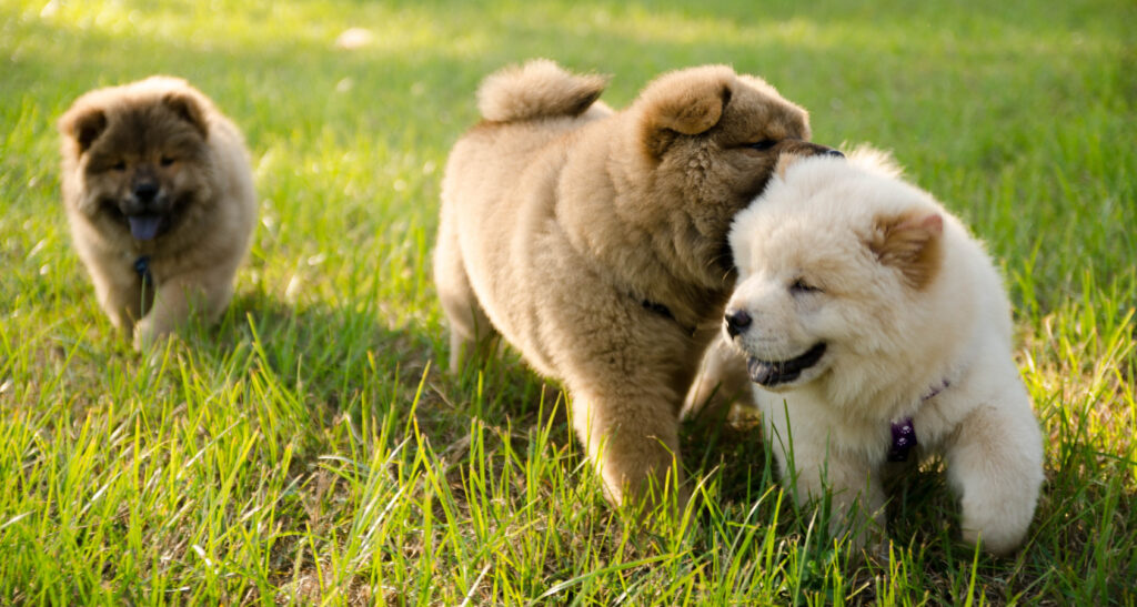 How Long do Chow Chows Live: Life Span - Barkmind