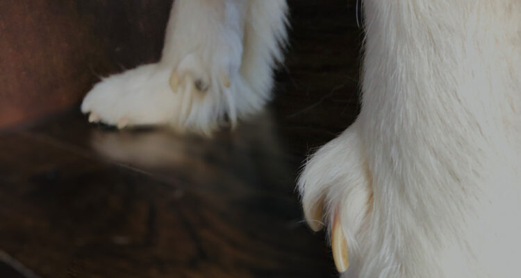 Great Pyrenees and Double Dew Claws - Barkmind