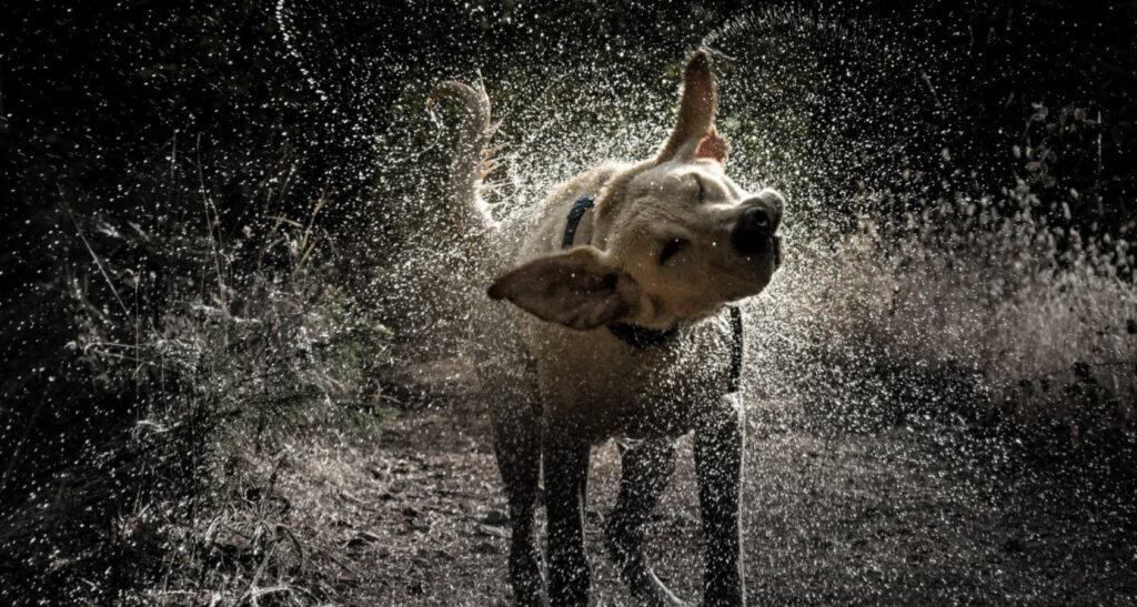 A Shiba Inus Scream: All You Need To Know - Barkmind