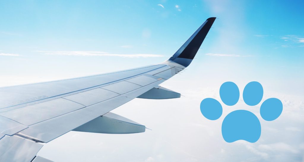 Baby Husky Puppies - What You Need To Know - Barkmind