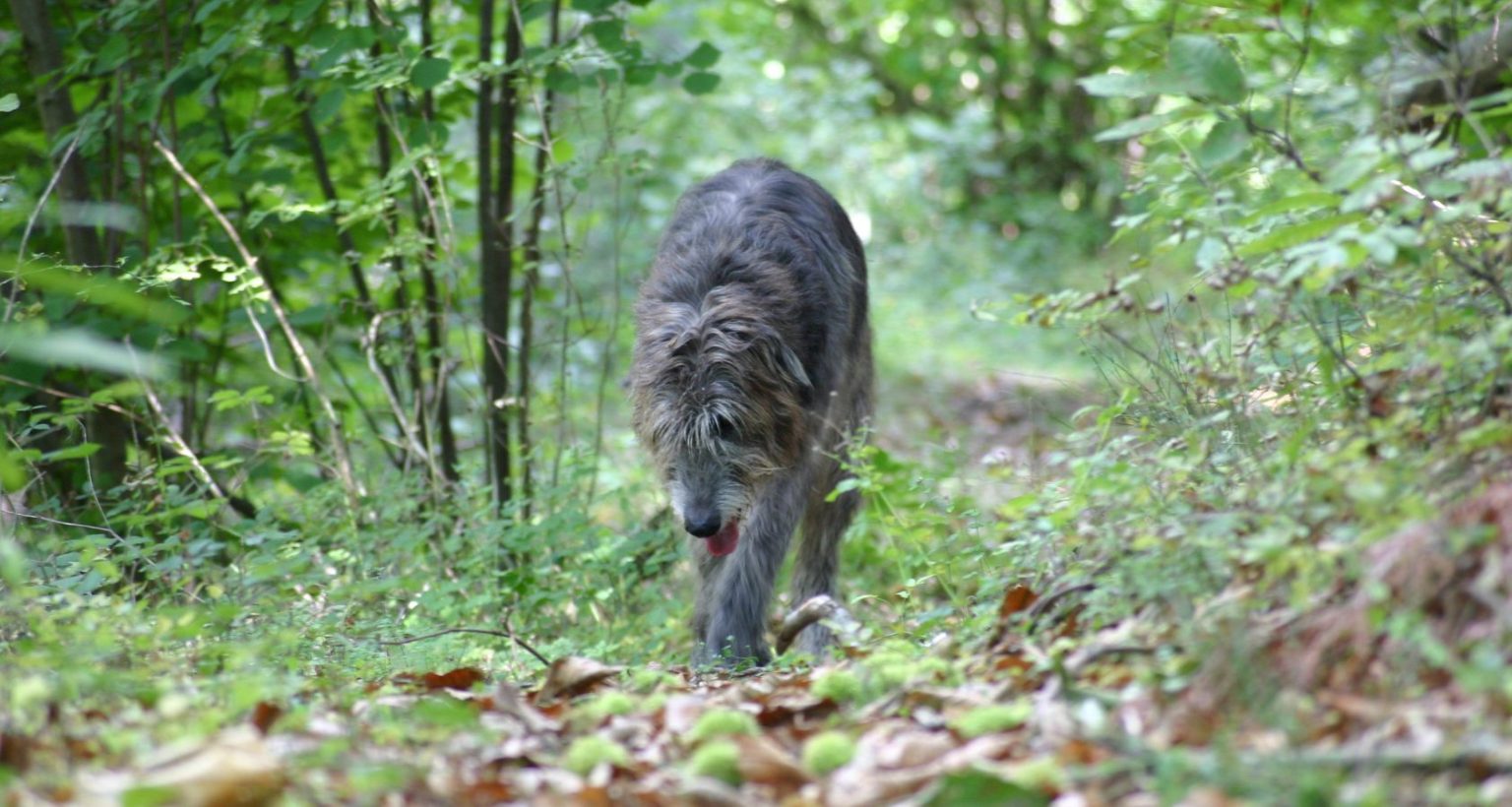 Dog Is In Heat But Not Bleeding - Silent Heat - Barkmind