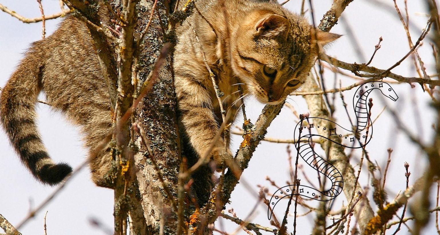 Can Cats kill Snakes? What You Need To Know! - Barkmind