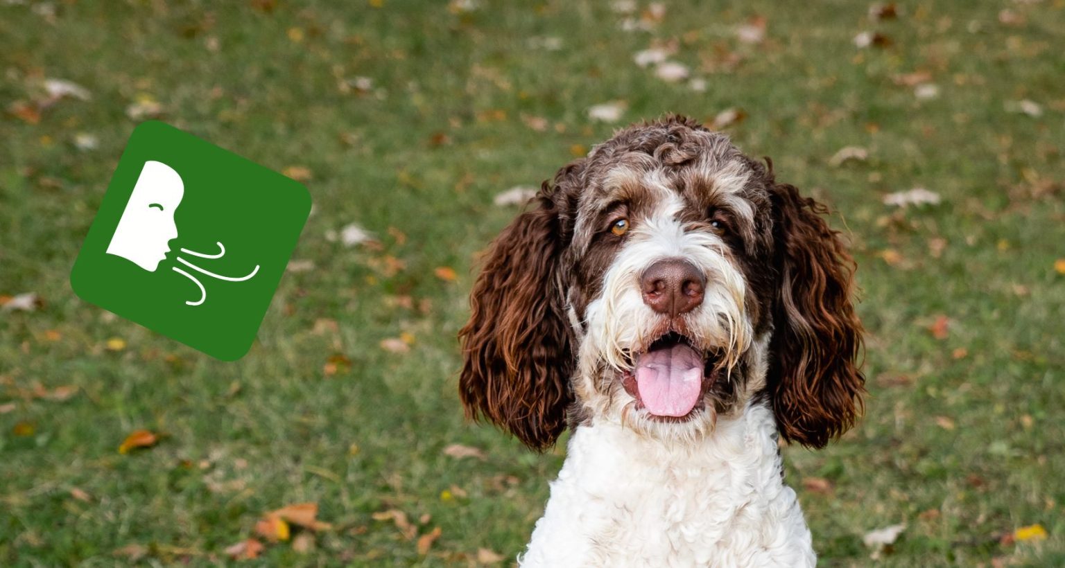 Can Dogs Eat Cloves? What Experts Say - Barkmind