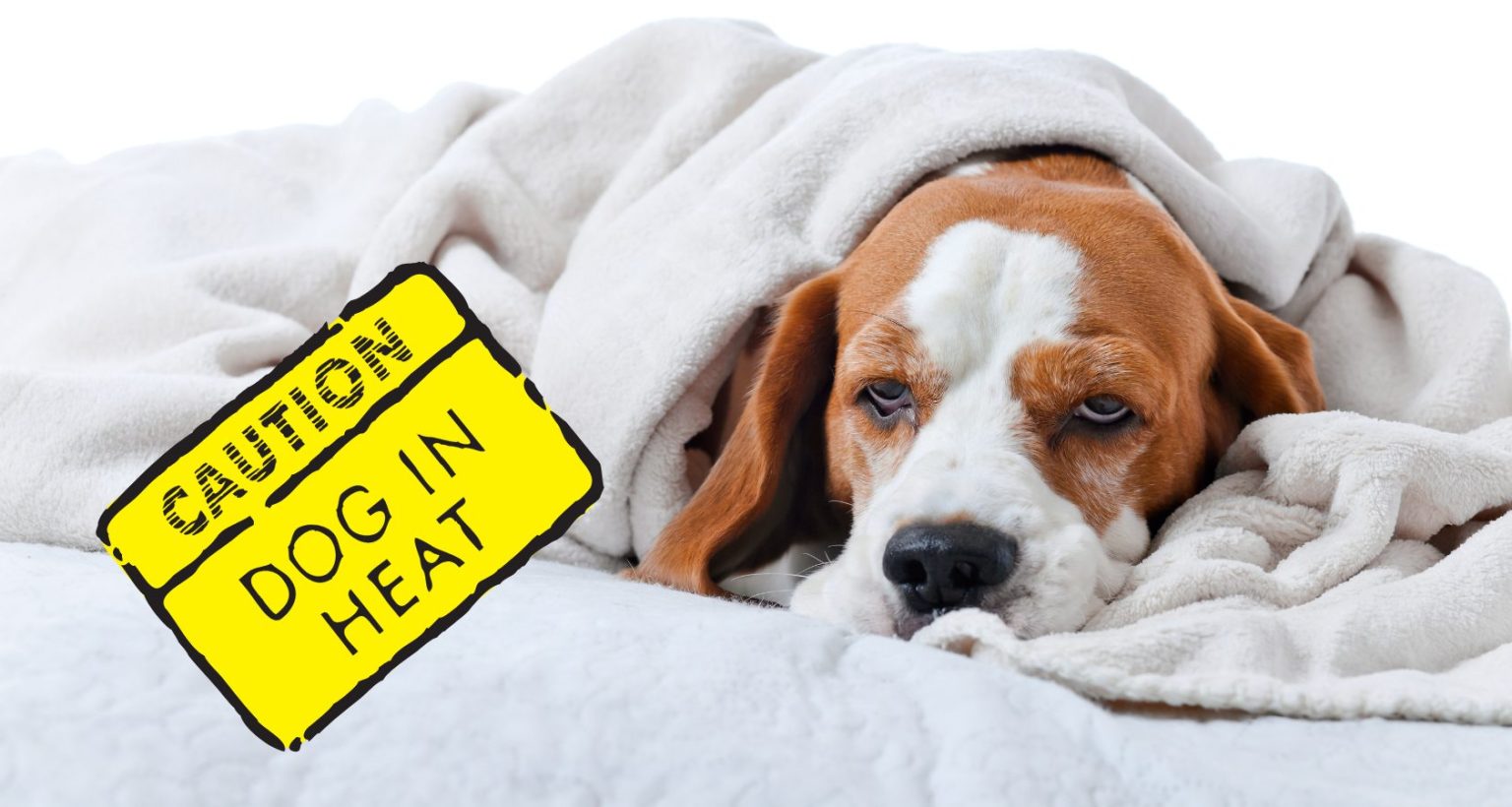 Dog Is In Heat But Not Bleeding - Silent Heat - Barkmind
