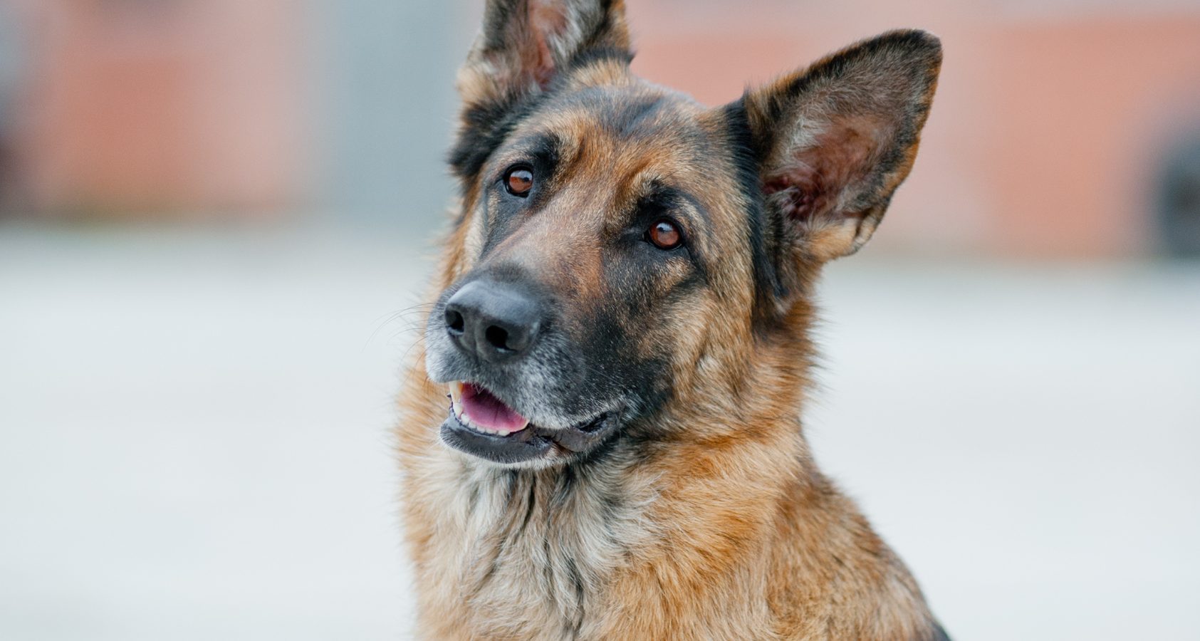 Average IQ Of A Dog: Dog Intelligence & IQ Tests - Barkmind