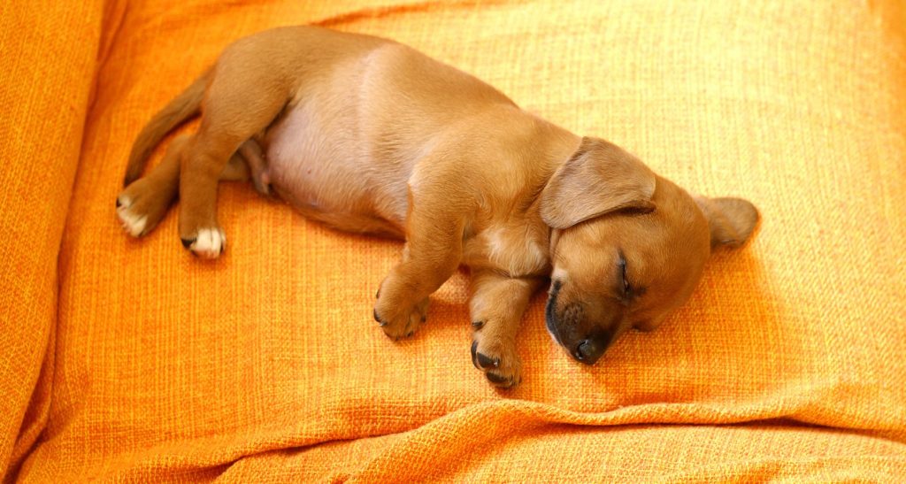 Why You Shouldn't Feed Your Dog MSG: The Risks - Barkmind