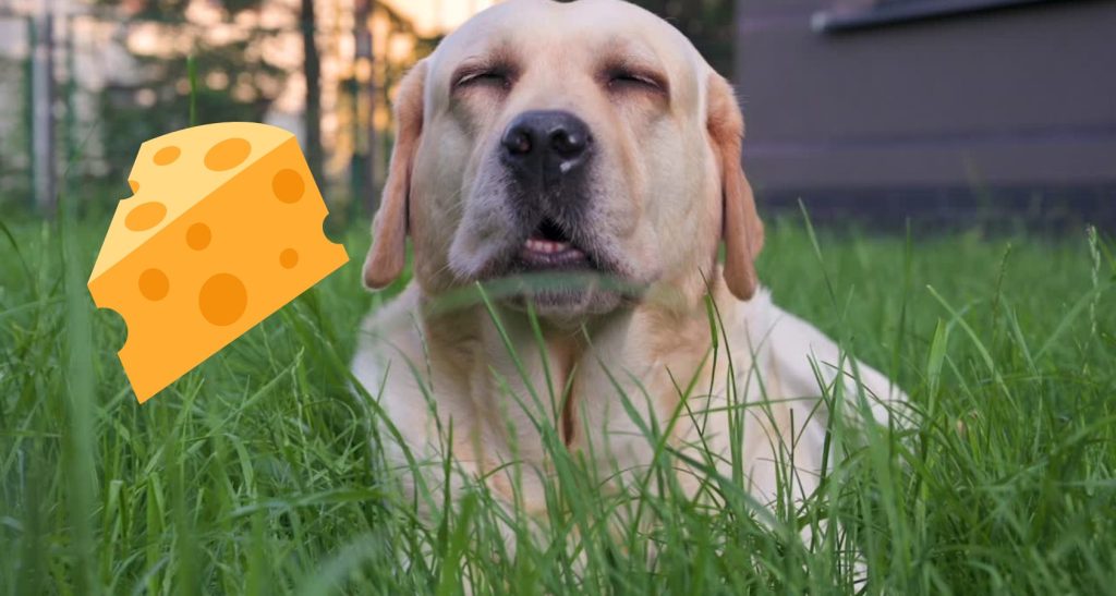 A Shiba Inus Scream: All You Need To Know - Barkmind