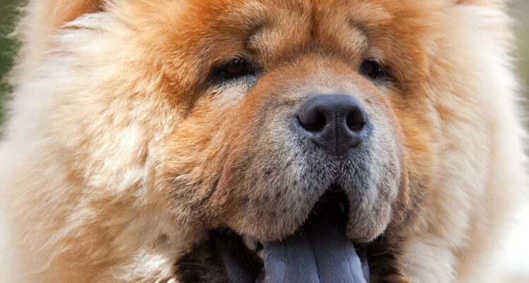 How Long do Chow Chows Live: Life Span - Barkmind