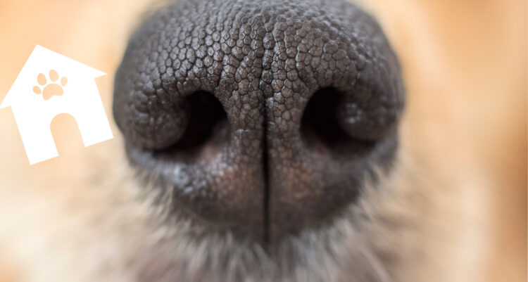Treating Kennel Nose in Dogs At Home - Full Guide - Barkmind