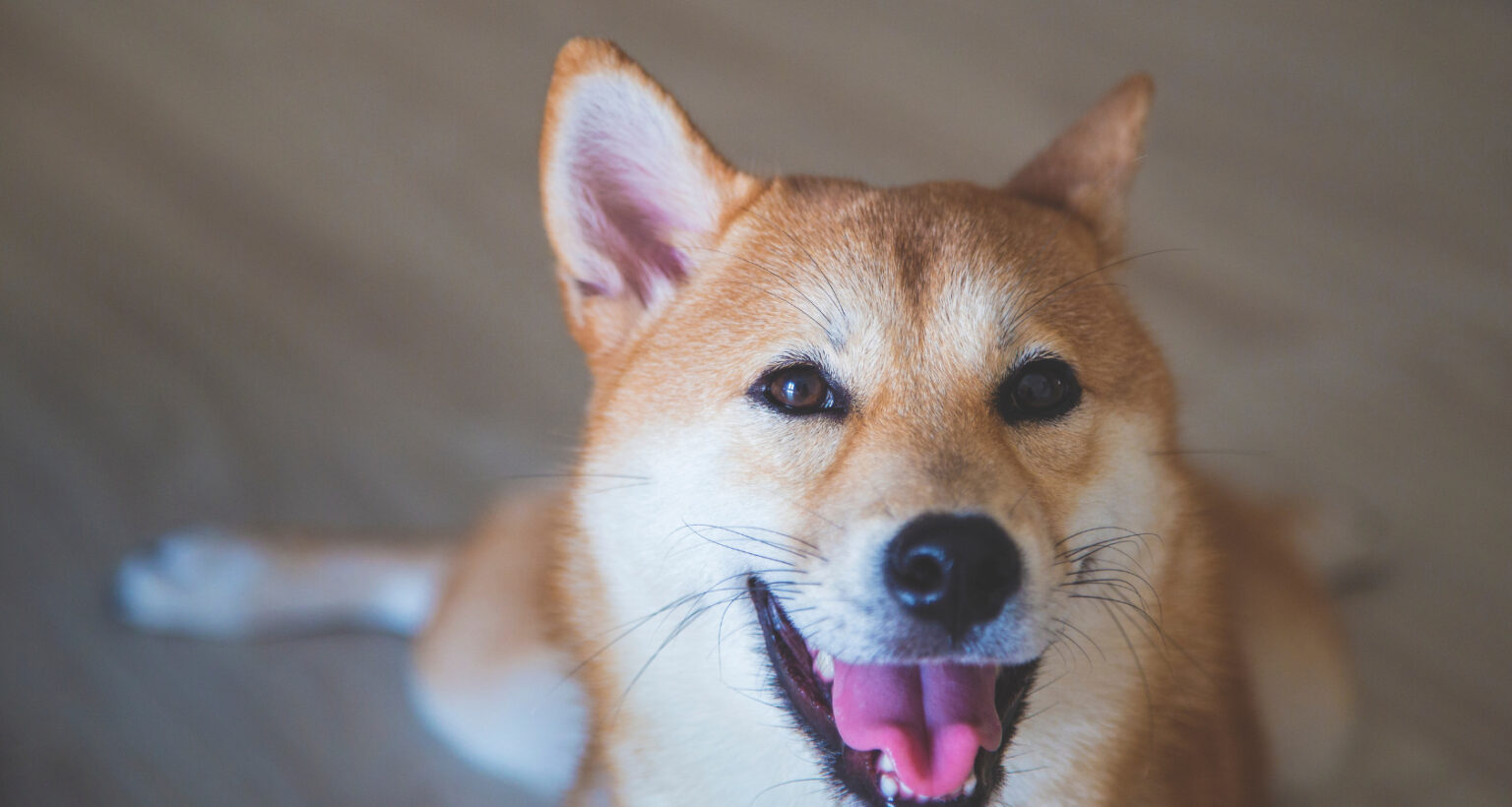 A Shiba Inus Scream: All You Need To Know - Barkmind