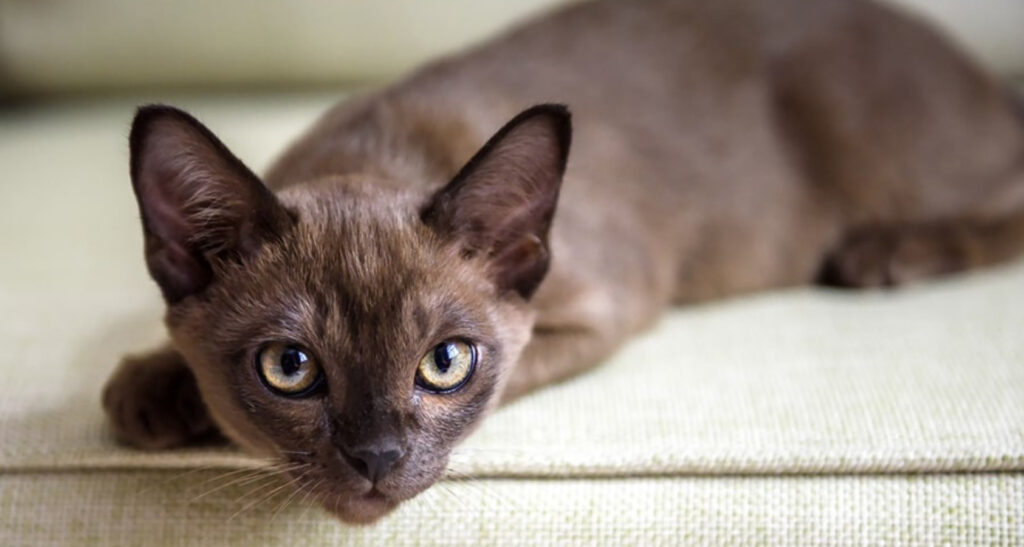 The 10 Rare Brown Cat Breeds (With pictures) - Barkmind