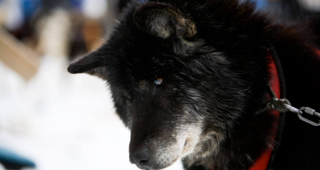 21 Dog Breeds Similar To Huskies - Barkmind