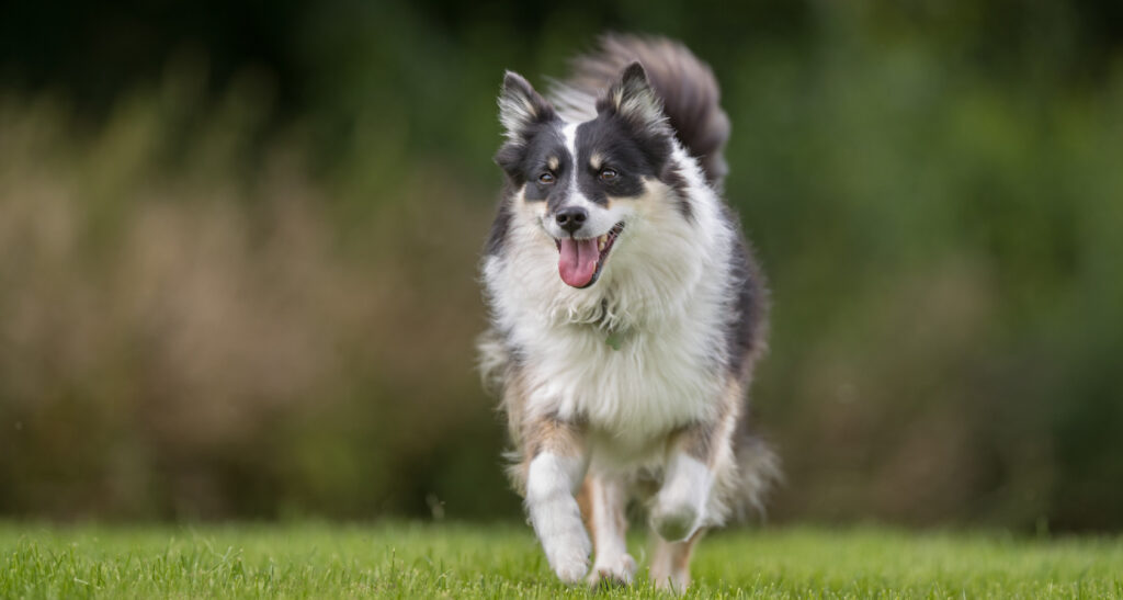 21 Dog Breeds Similar To Huskies - Barkmind
