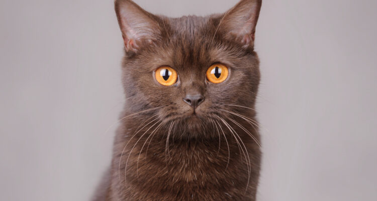 The 10 Rare Brown Cat Breeds (With pictures) - Barkmind