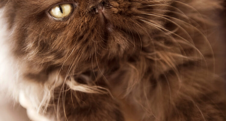 The 10 Rare Brown Cat Breeds (With pictures) - Barkmind