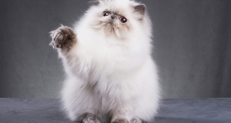 8 Gorgeous Beige Cream Cat Breeds - Barkmind
