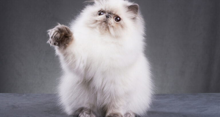 8 Gorgeous Beige Cream Cat Breeds - Barkmind