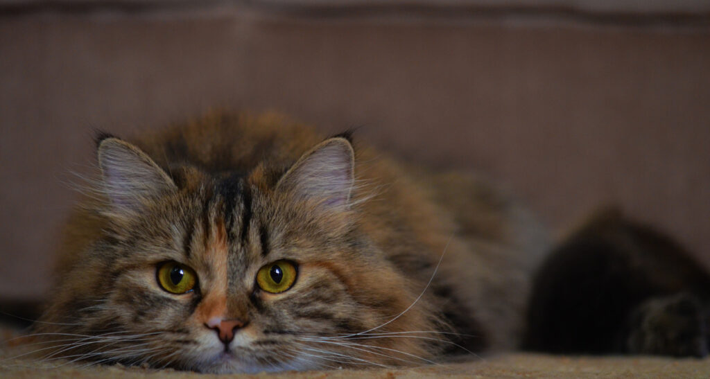 The 10 Rare Brown Cat Breeds (With pictures) - Barkmind